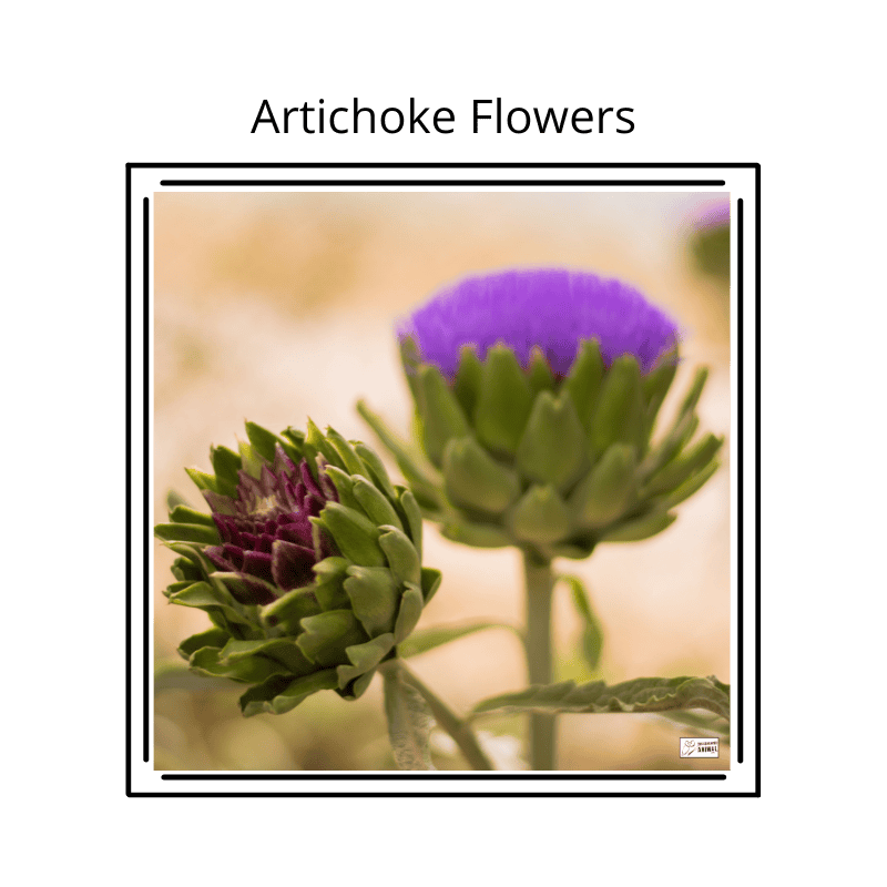 Introduction to Artichokes: Exploring the Basics - The Educated Animal