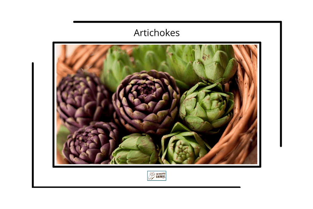 Introduction to Artichokes: Exploring the Basics - The Educated Animal