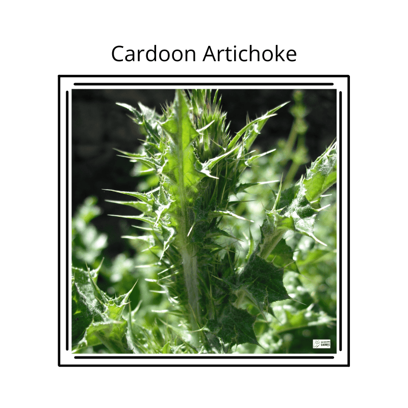 Introduction to Artichokes: Exploring the Basics - The Educated Animal