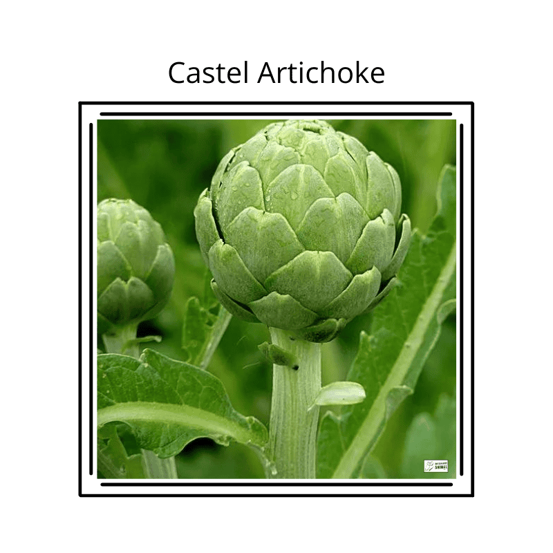 Introduction to Artichokes: Exploring the Basics - The Educated Animal