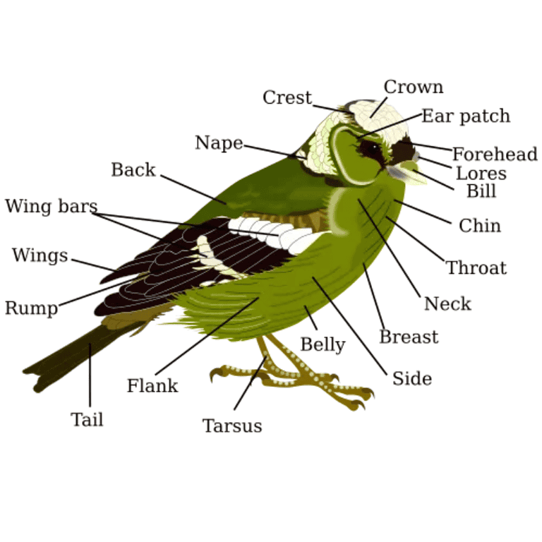 Scientist Explorer: How to Become an Ornithologist | Bird Science ...