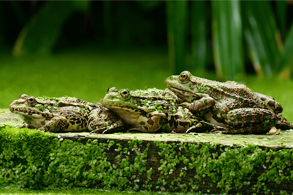 How to Become a Herpetologist: Reptile and Amphibian Science